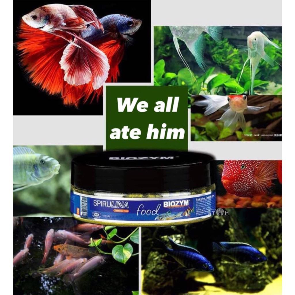 (พร้อมส่ง) อาหารปลา BIOZYM แบบแปะกระจก อาหารปลาสวยงาม - Aquatic by ATOM ...