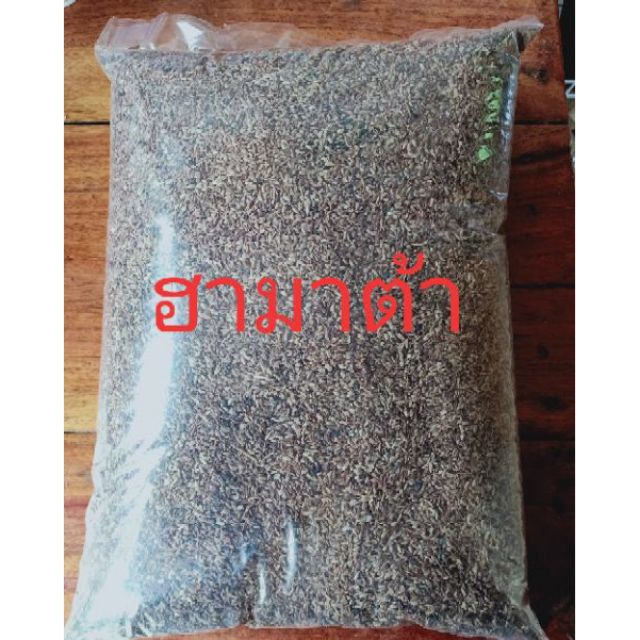 โปรโมชั่น เมล็ดพันธุ์ถั่วฮามาต้า(Hamata verano stylo) ราคาถูก ต้นไม้ ...