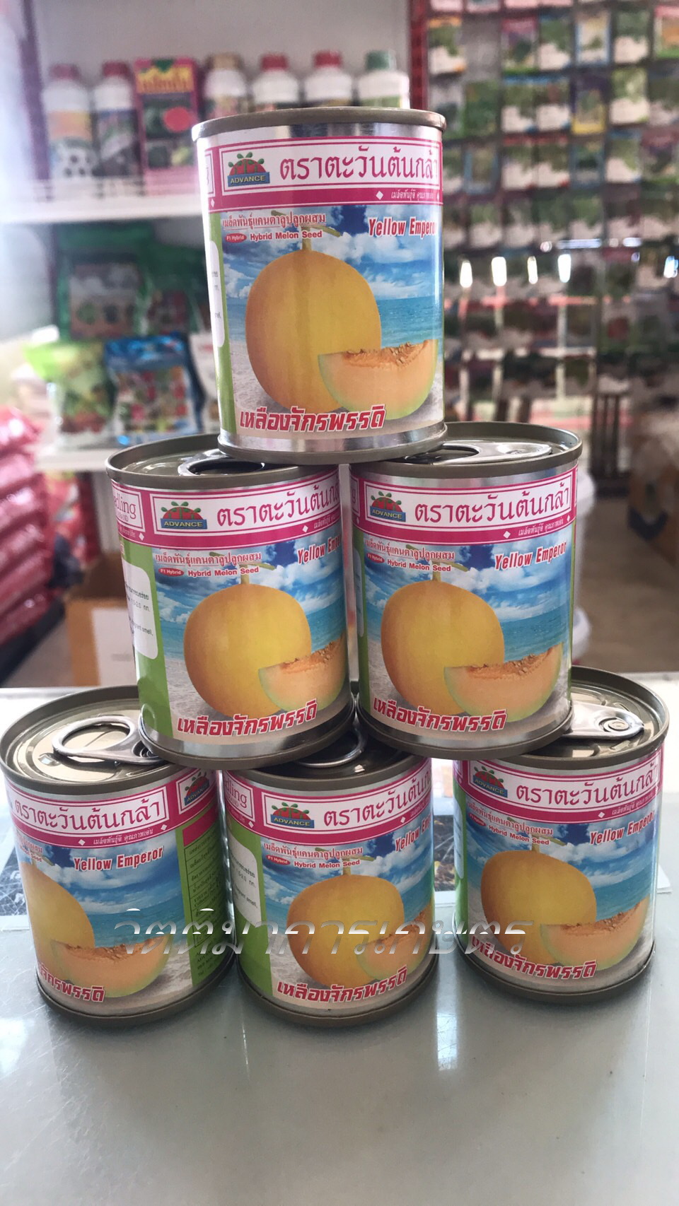 เมล็ดพันธุ์แคนตาลูปลูกผสม เหลืองจักรพรรดิ 20กรัม ตราตะวันต้นกล้า ...