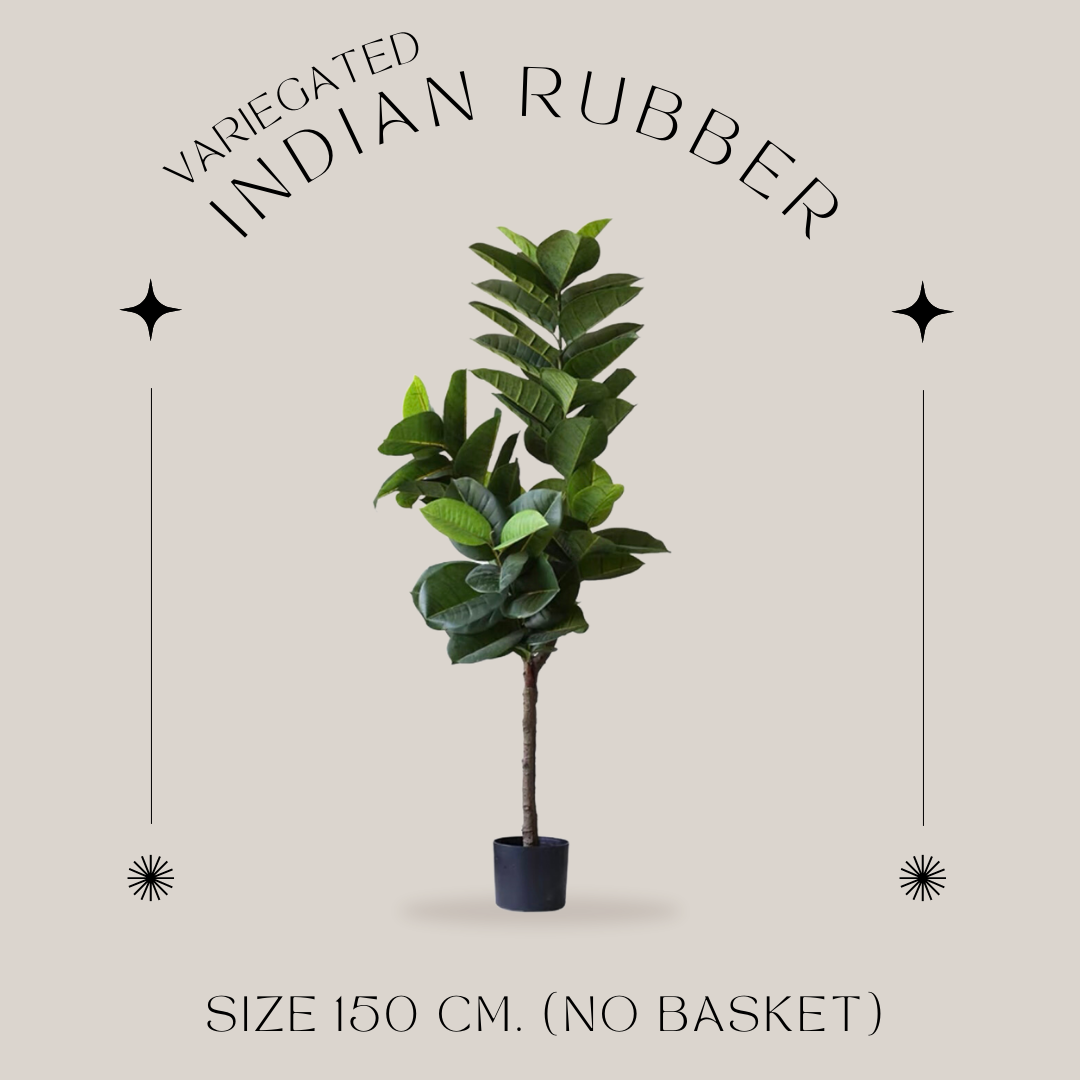 [PRE15วันค่ะ]🪴INDIAN RUBBER TREE ต้นยางอินเดียปลอม ฟอร์มสวยมาก ใบเหมือน ...