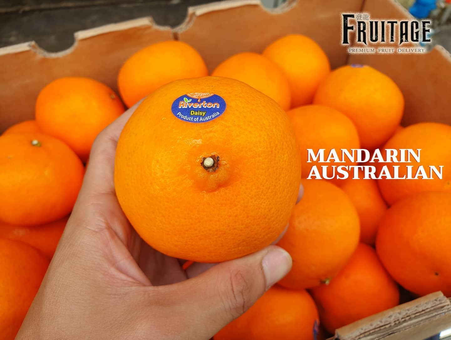 ส้มแมนดาริน ออสเตรเลีย Mandarin Orange (ยกลัง) (AUSTRALIA) ~ลดพิเศษ ...