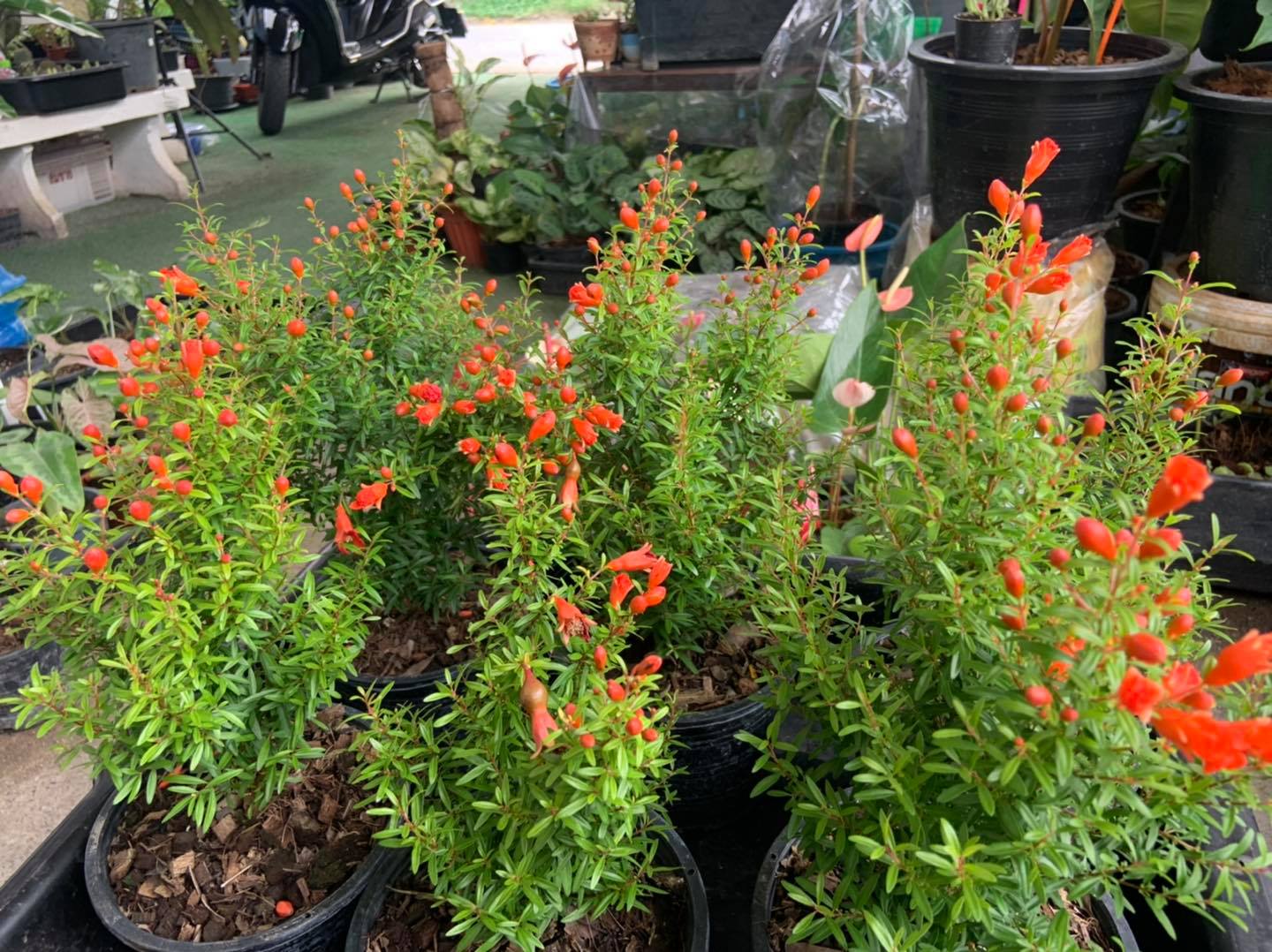 พร้อมส่ง...ทับทิมแคระ กระถาง 5 นิ้ว (ไม้มงคล) - Good All Plants - ThaiPick