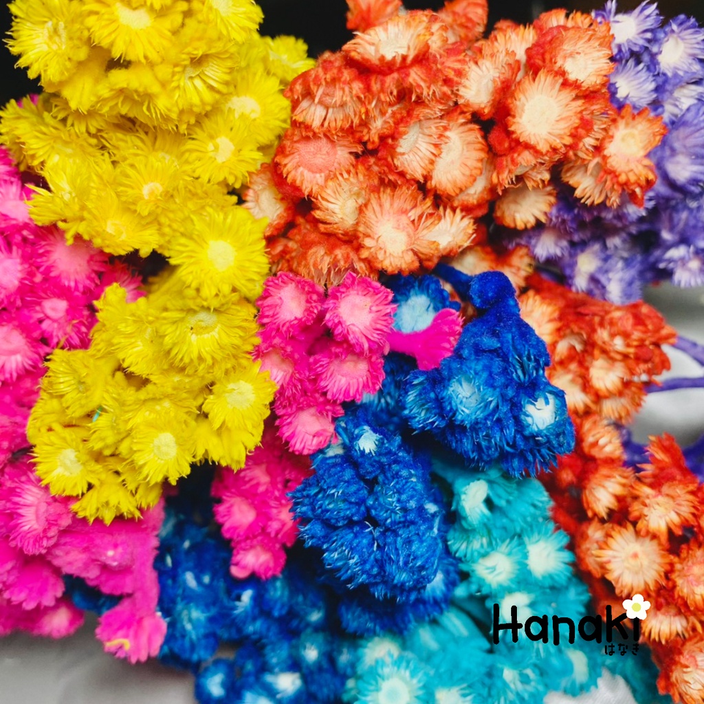 พร้อมส่งดอกชมพูทิพย์ (Momo flower) ดอกไม้ทับแห้ง ดอกไม้จริงทับแห้ง ...