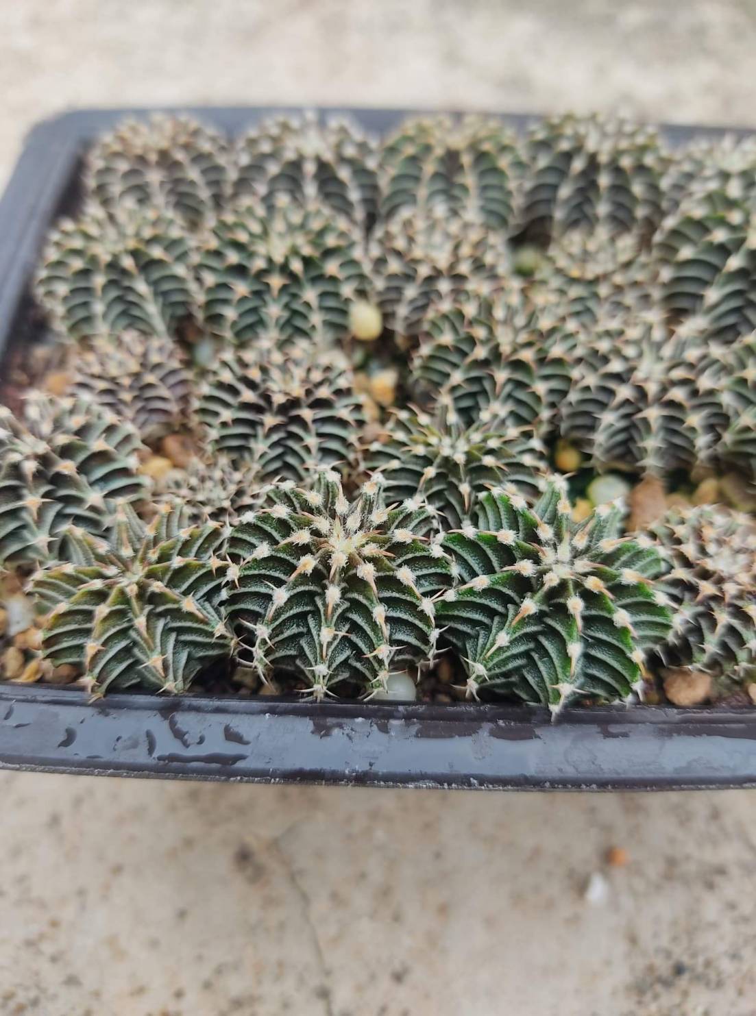 กระบองเพชร CACTUS LB2178 ตัวแท้ คละไซต์ (8-11พู) แม่ค้าขออนุญาตเลือกต้น ...