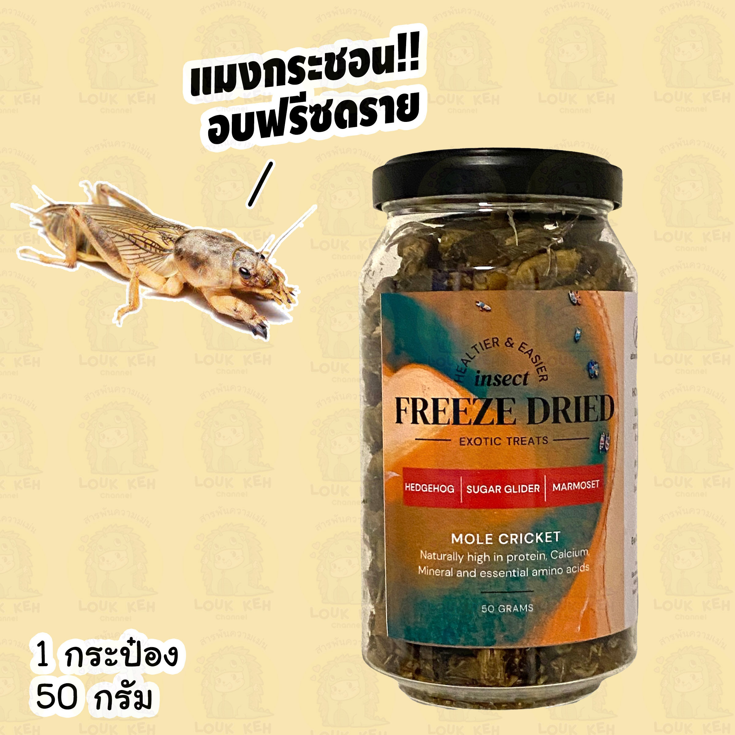แมงกระชอน อัดกระป๋อง FREEZE DRIED Mole Cricket | Lazada.co.th