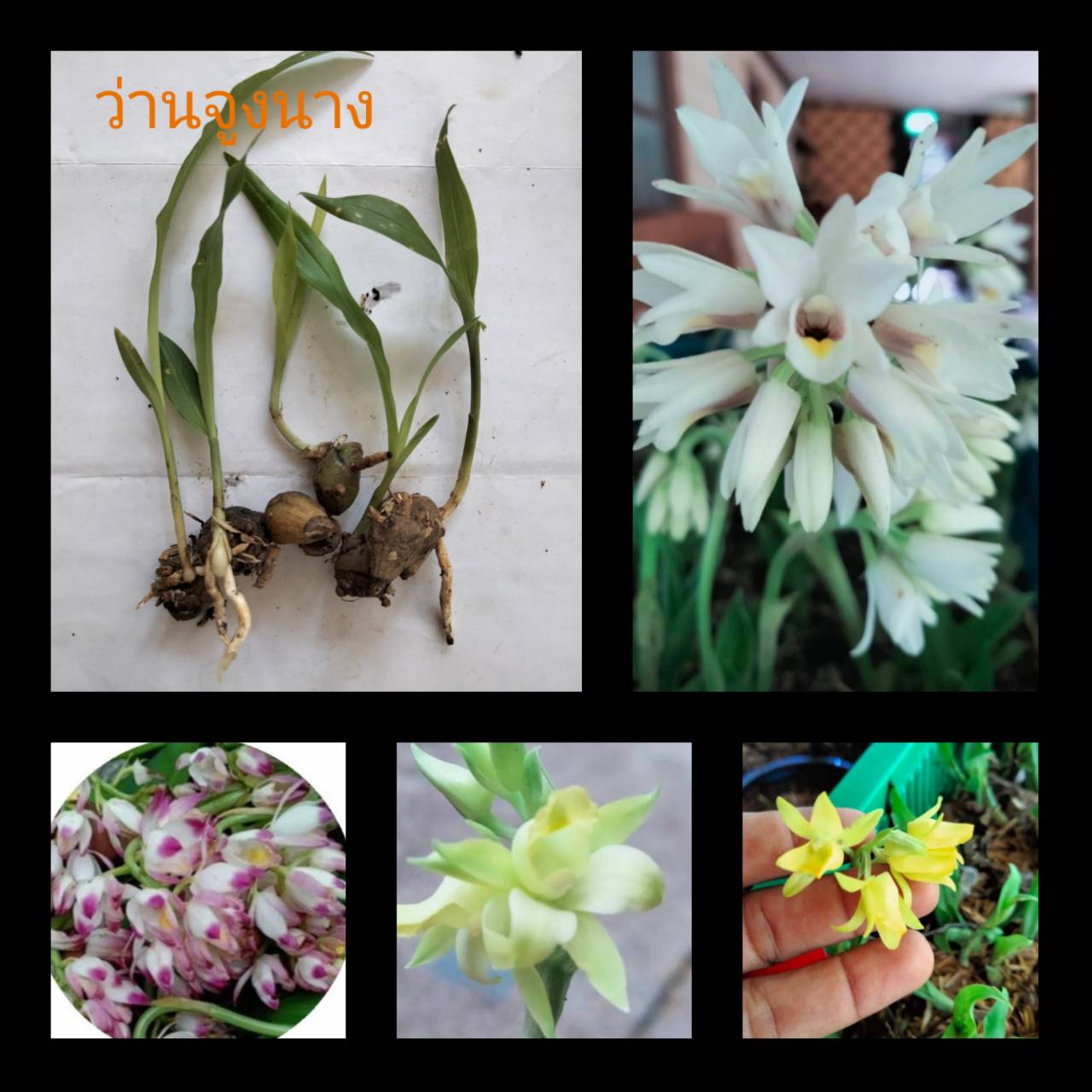 ว่านจูงนาง (ต้น)4สีให้เลือก ชำแล้วพร้อมปลูก จูงโชคลาภจูงเงินทองจูงความ ...