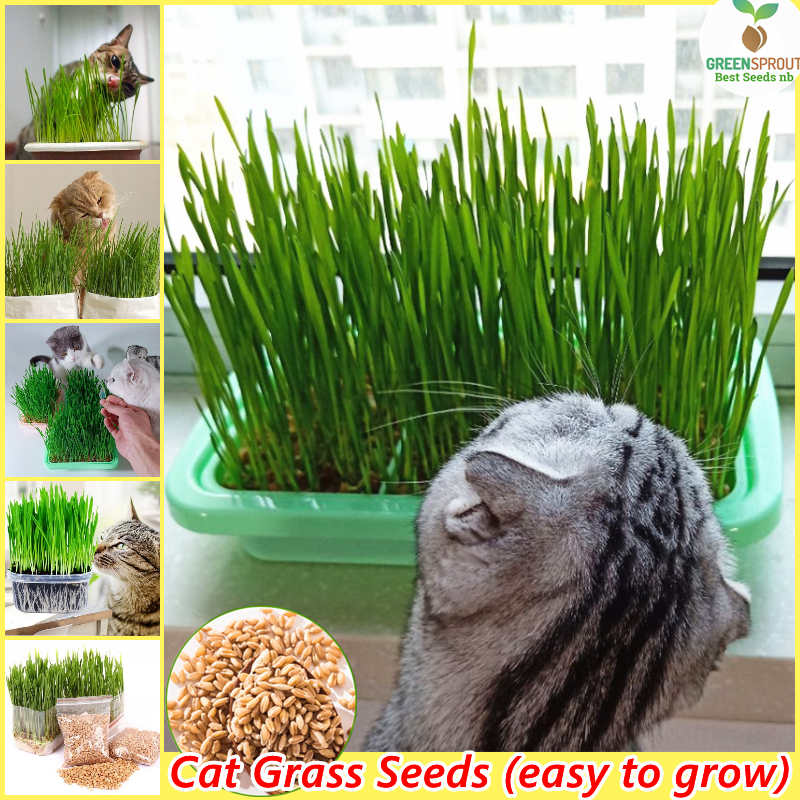 [High Germination] 100% Natural Organic Cat Grass Seeds for Planting ...