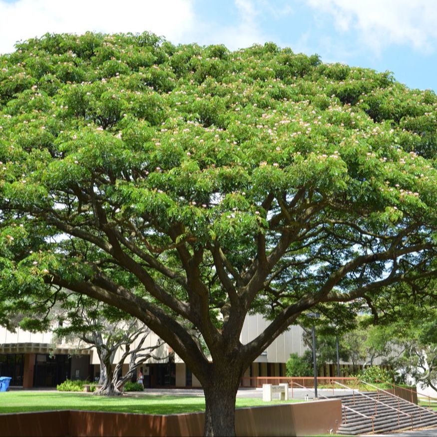 100 เมล็ด Garden Seeds เมล็ดพันธุ์ จามจุรี (Rain Tree) ต้นก้ามปู ฉำฉา ...