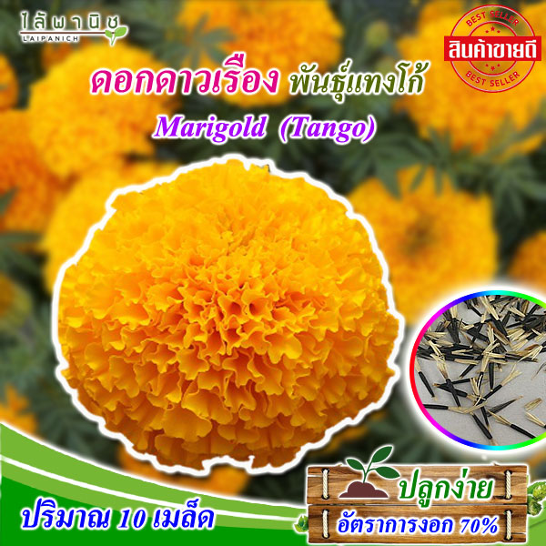 ดอกดาวเรือง พันธุ์แทงโก้ marigold (tango) 10 เมล็ด ( ซอง , เมล็ดดอกไม้, ดอกไม่ในสวน, ปลูกง่าย ...