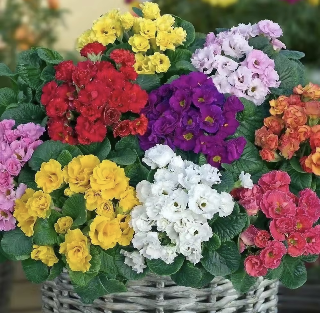 เมล็ดพริมโรสผสมสี 100 เมล็ด(mixed color Primula Seeds) ไม้กระถางระเบียง ...