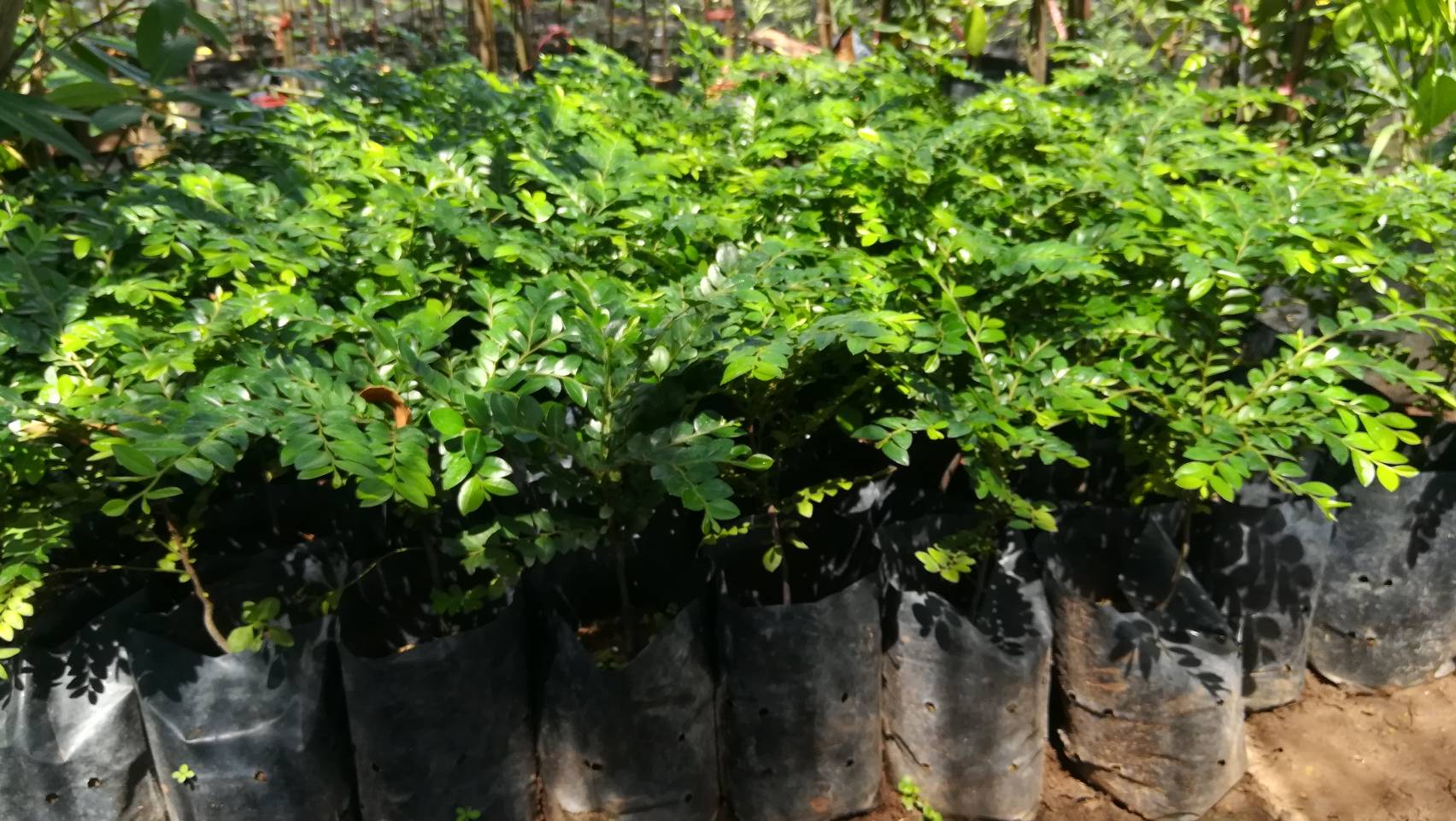 ต้นล่ำซำ(Lamsam tree)(1ชุด2ต้น)ขนาด35ซม - Bonus_Garden - ThaiPick