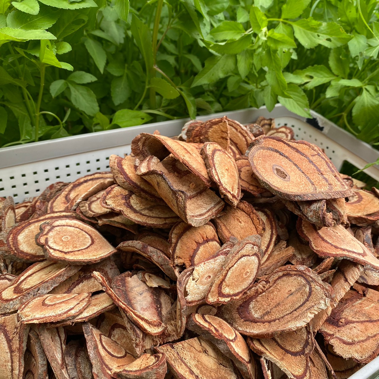 กวาวเครือแดง (Butea superba Roxb) บรรจุ 50/100 กรัม สินค้าพร้อมส่ง ...