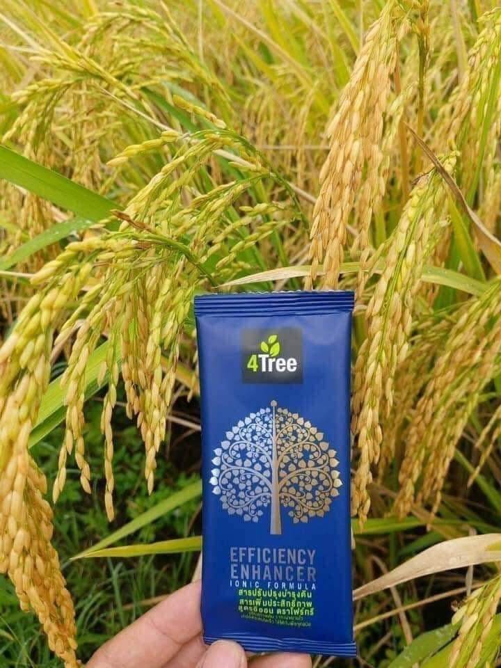 4Tree (โฟร์ทรี) ????1 ซอง สารเสริมประสิทธิภาพ สูตรอิออน พืชโตเร็ว ...