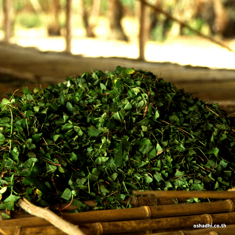 Oshadhi Thyme mild (Linalool) organic essential oil 5 ml - Oshadhi ...