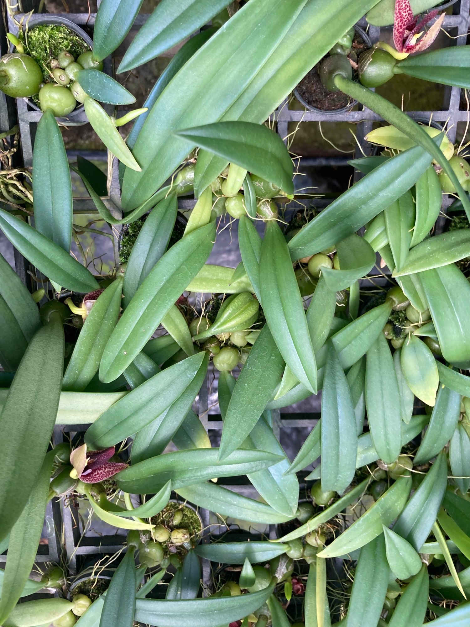เอื้องไตรดอกแดง Trias disciflora กล้วยไม้ไม้จิ๋ว เลี้ยงง่าย - เอสไอบี ...