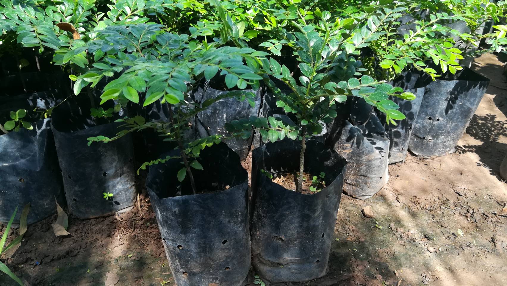 ต้นล่ำซำ(Lamsam tree)(1ชุด2ต้น)ขนาด35ซม - Bonus_Garden - ThaiPick