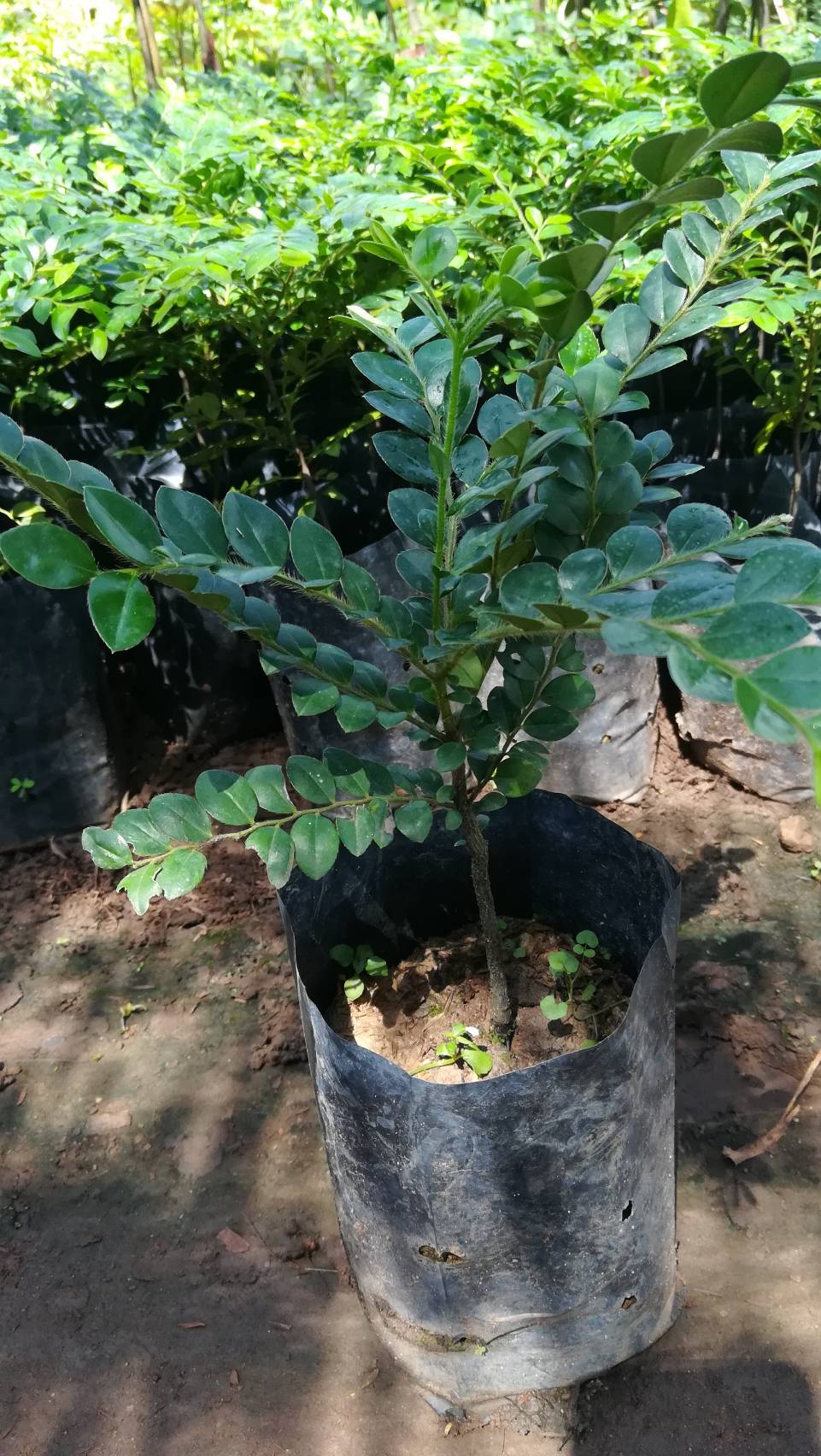 ต้นล่ำซำ(Lamsam tree)(1ชุด2ต้น)ขนาด35ซม - Bonus_Garden - ThaiPick