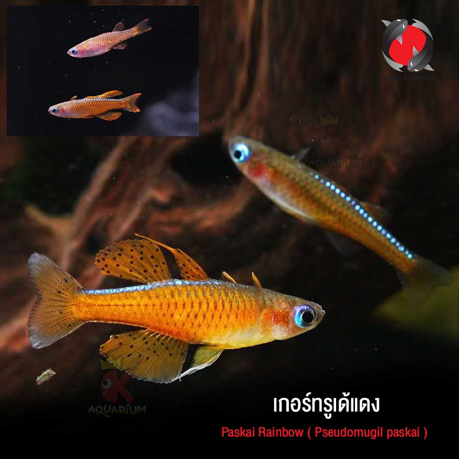 ปลาเกอร์ทรูเด้แดง (Paskai Rainbow) ปลาสวยงาม ปลาตู้ไม้น้ำ ตัวเล็ก ...