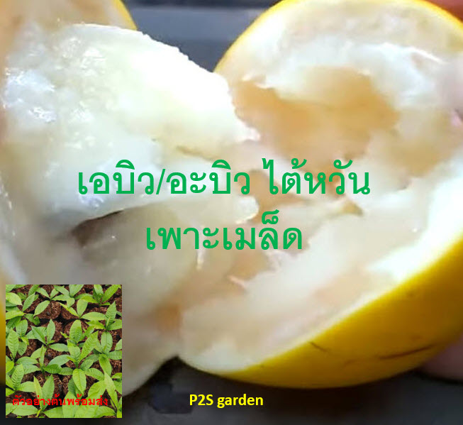 ต้น เอบิว ไต้หวัน yellow star apple เพาะเมล็ด ต้นเล็ก 10-20 ซ.ม. ...