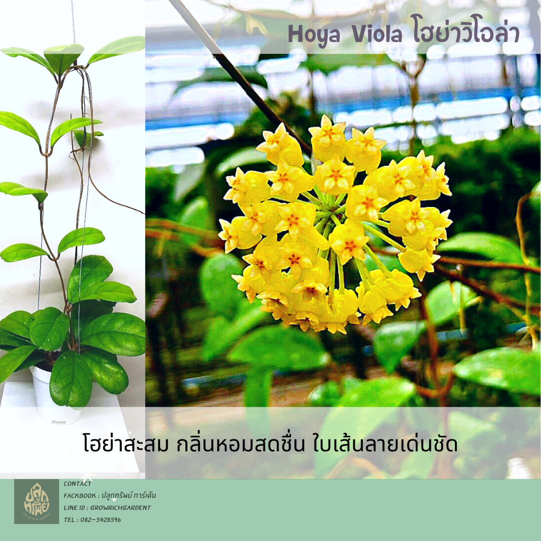 ต้นโฮย่าวิโอล่า Hoya cv. viola ต้นไม้ไม้แขวนประดับ ต้นไม้ดอกสวย สี ...