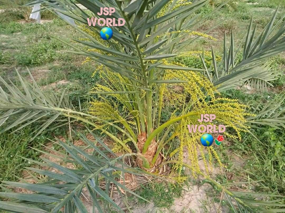 ตัวเมีย ต้นอินทผลัม Nawader (นาวาเดอร์) อินทผลัม เพาะเยื่อ UAE นิยมกิน ...