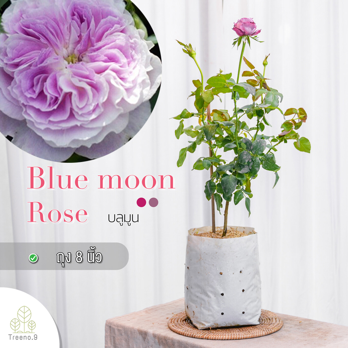 Treeno.9 T350 Blue moon Rose (กุหลาบ บลูมูน ) ดอกกลิ่นหอม / ต้นใหญ่ ถุง 8 นิ้ว / สูง 60-70 ซม. ...