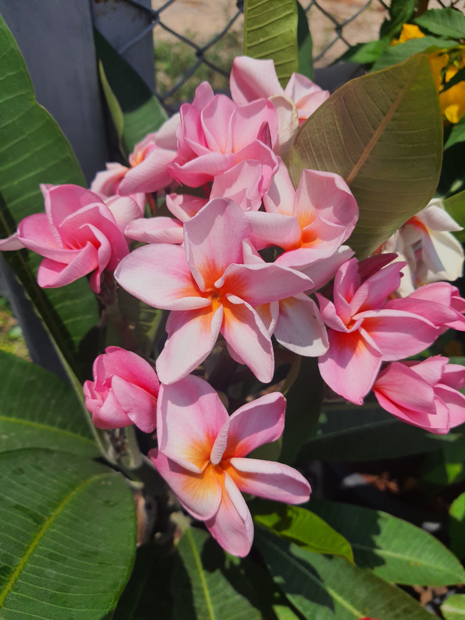 ต้นลีลาวดี พันธ์ุชมพูอรทัยออกดอกตลอดปี - Dyna Tree - ThaiPick