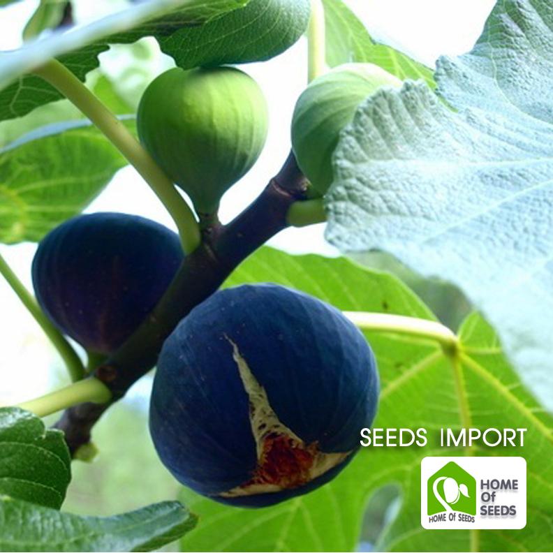 เมล็ดมะเดื่อฝรั่งพันธุ์ BURSA BLACK FIG (30 เมล็ด) | Lazada.co.th