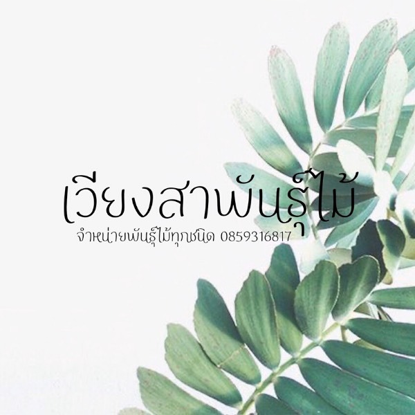 Kondok Garden Thailand ร้านค้าทางการในประเทศไทย ช้อปสะดวกปลอดภัย ที่ ...