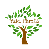 ช้อปออนไลน์ Yuki Green Plants | Lazada Thailand