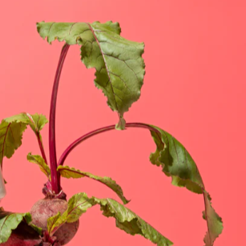 ช้อปออนไลน์ Berry Glow | Lazada Thailand