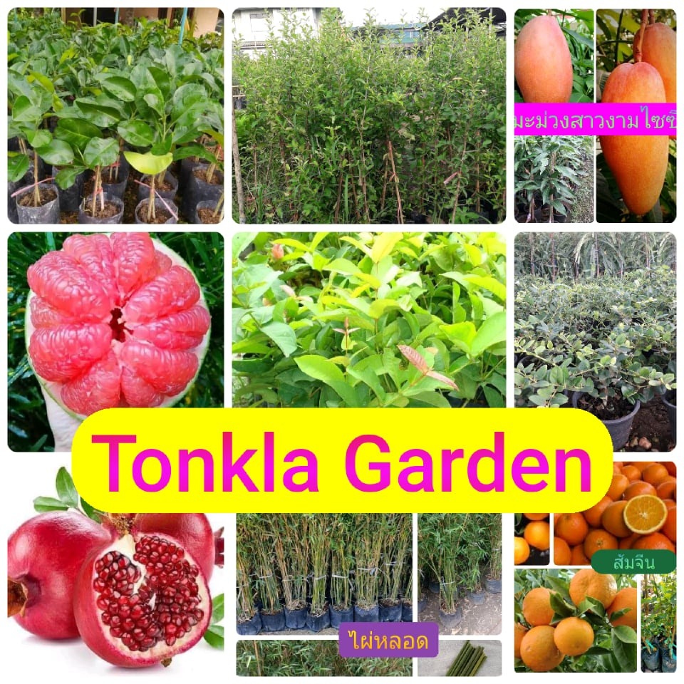 ช้อปออนไลน์ ที่ Tonkla 1626271848 | lazada.co.th