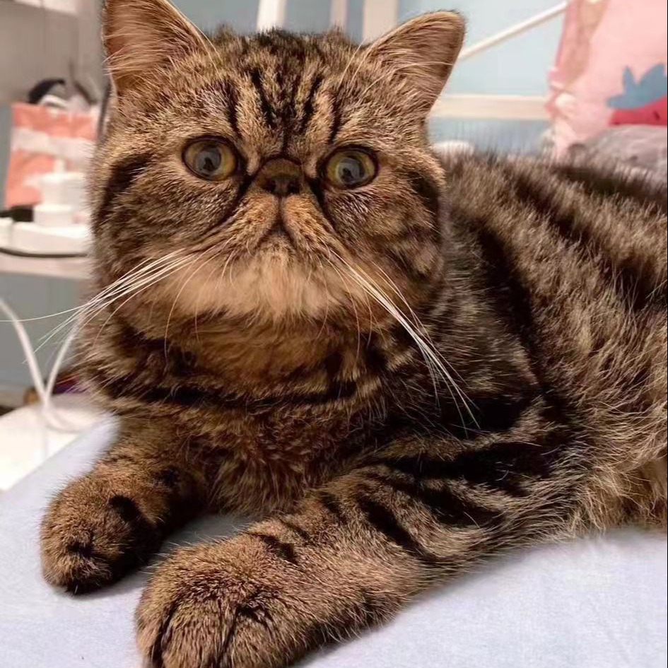 Winky Wink Pet Shop ร้านค้าอย่างเป็นทางทางในประเทศไทย ช้อปสะดวกปลอดภัย ...