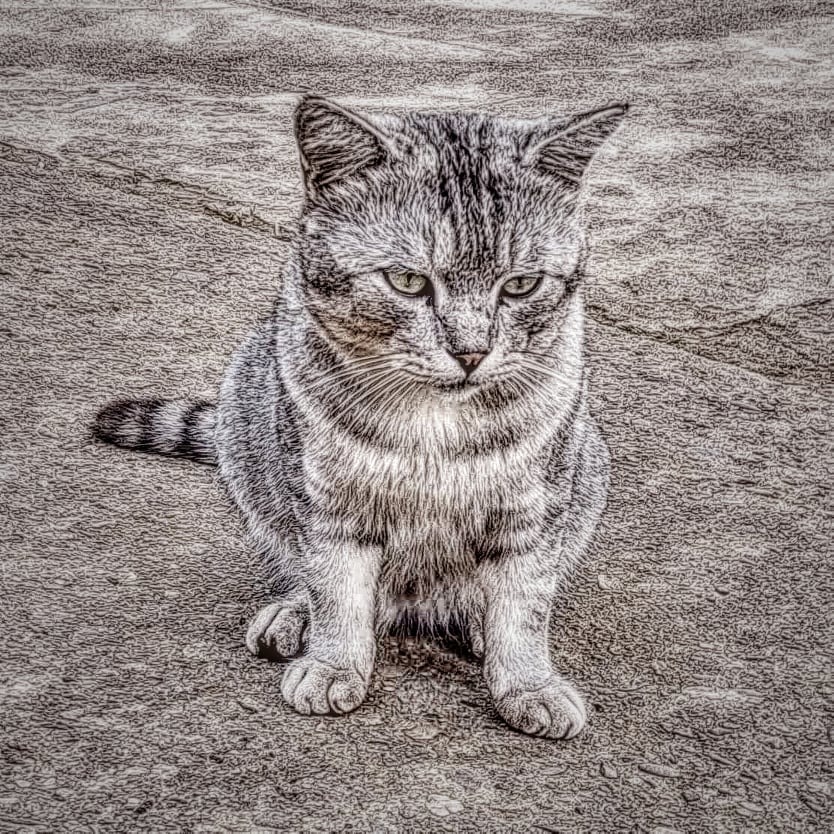 Tabby Cat Store ประเทศไทย ร้านค้าออนไลน์อย่างเป็นทางการ | ช้อปเลยบน Lazada