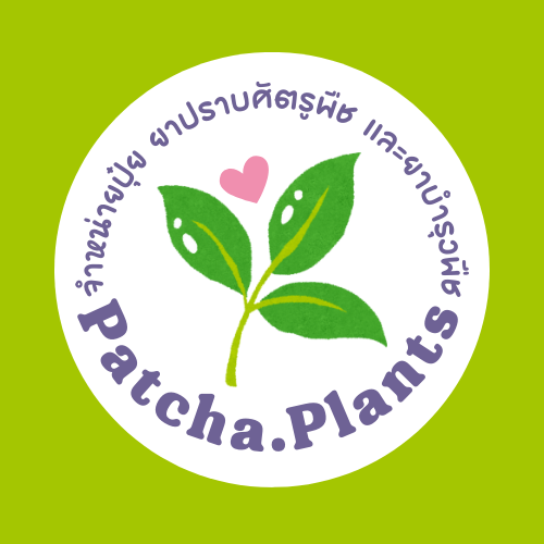 Patcha.Plants ร้านค้าทางการในประเทศไทย ช้อปสะดวกปลอดภัย ที่ Lazada ตลอดเดือน 05 2025