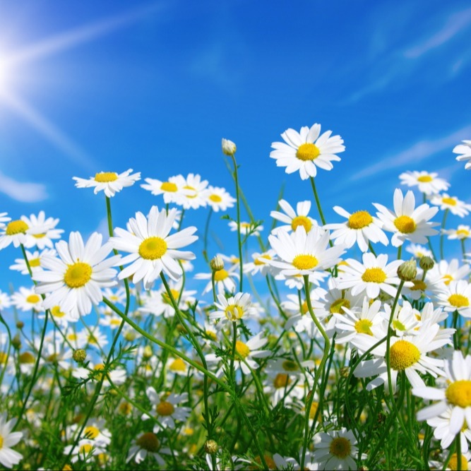 เฮง 1688 ประเทศไทย ร้านค้าออนไลน์อย่างเป็นทางการ | ช้อปเลยบน Lazada