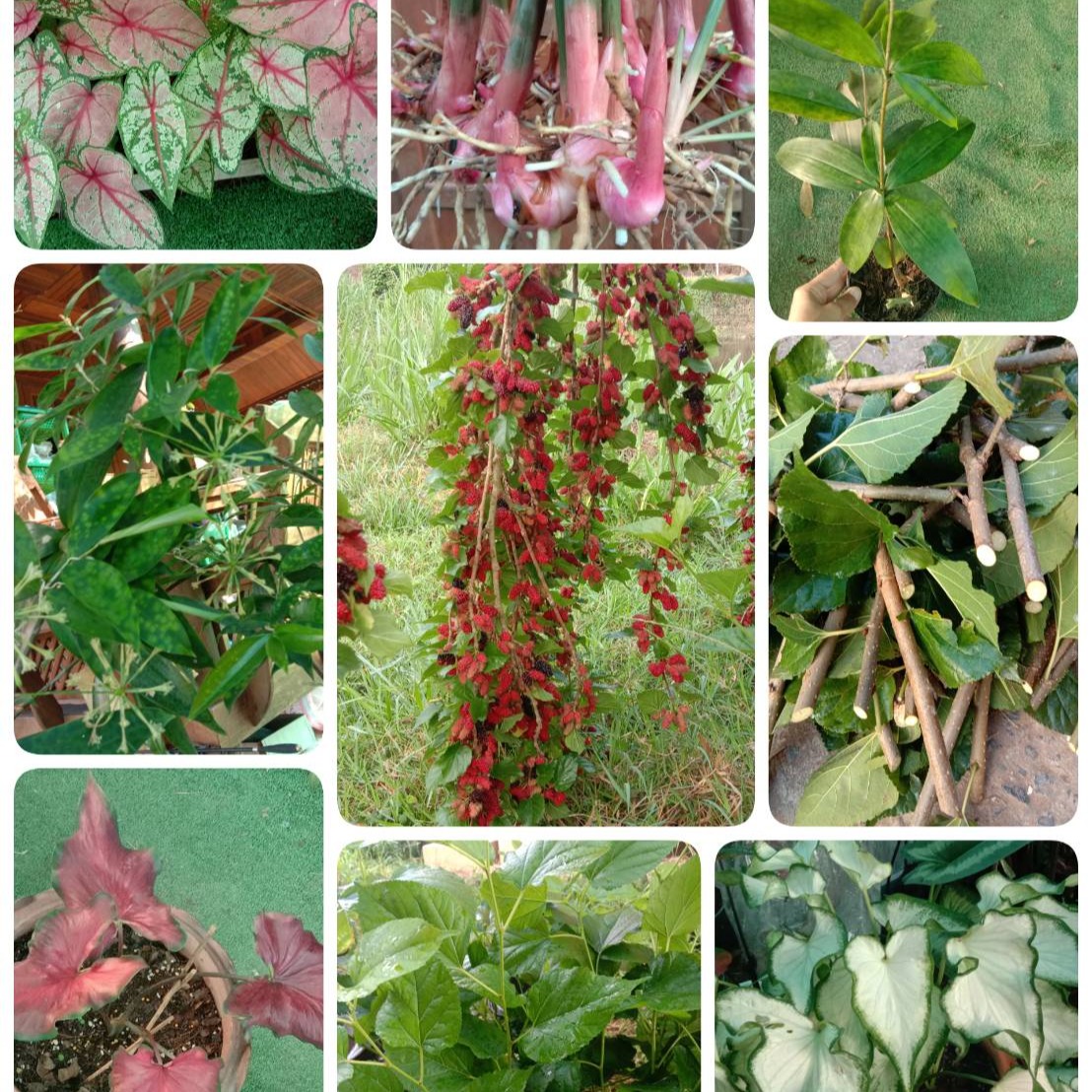 Chiratha shop ประเทศไทย ร้านค้าออนไลน์อย่างเป็นทางการ | ช้อปเลยบน Lazada